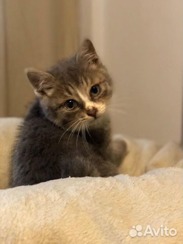 Котик колобок