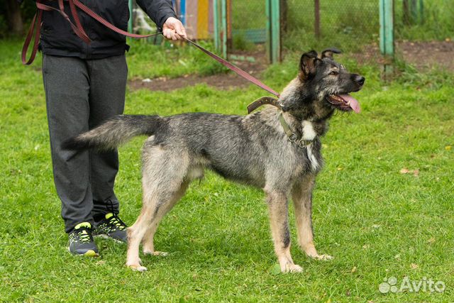 Молодой кобель Гриша ищет дом