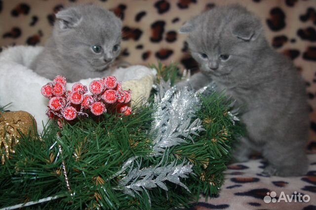 Котята-лучший подарок вам и вашим детям