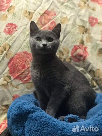 Котёнок
