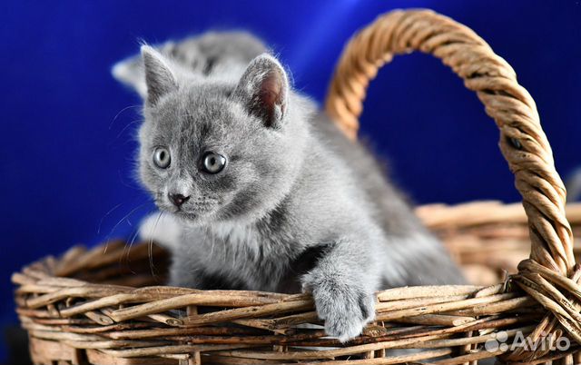 Котята - метисы русской голубой (2 месяца)