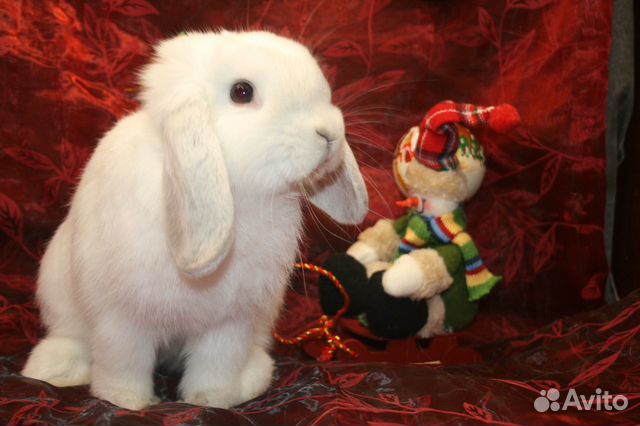 Карликовые кролики