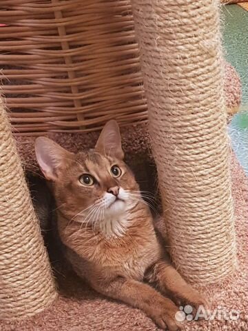 Чаузи ф 1 мальчик