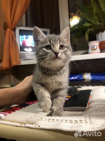 Котёнок девочка