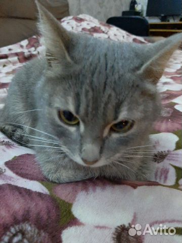 Кошка