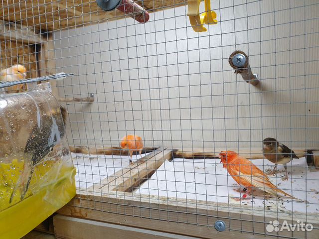 Кенар / Канарейка