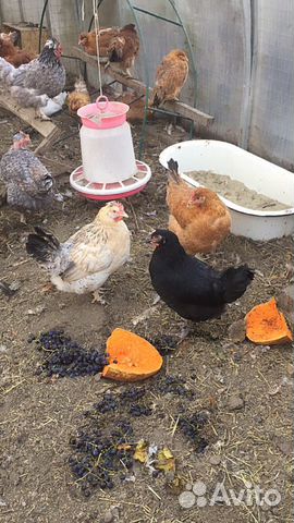 Циплята суточные