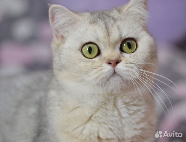 Серебро шиншилла подрощенная девочка