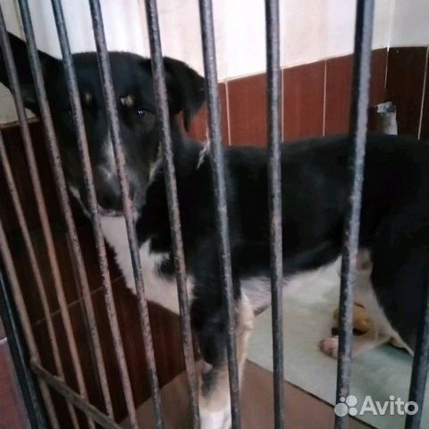 Щенок готов ехать домой