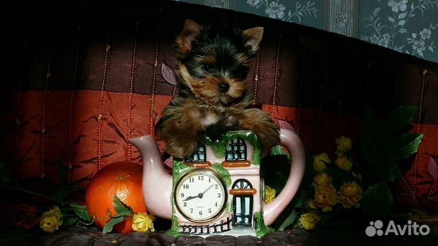 Очаровательные малыши - йорки