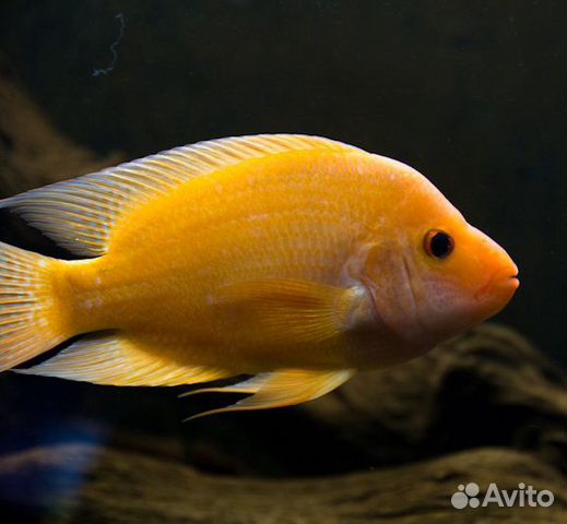 Цитроновая цихлазома