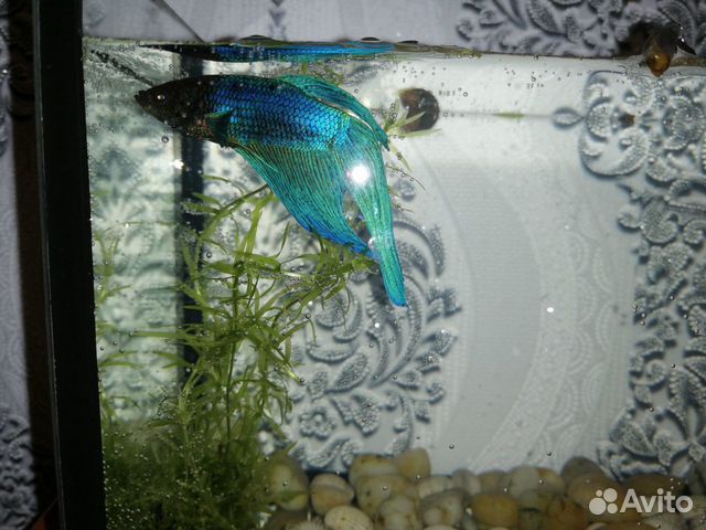 Рыбка Петушок с аквариумом