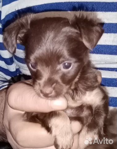 Собака мини той терьер