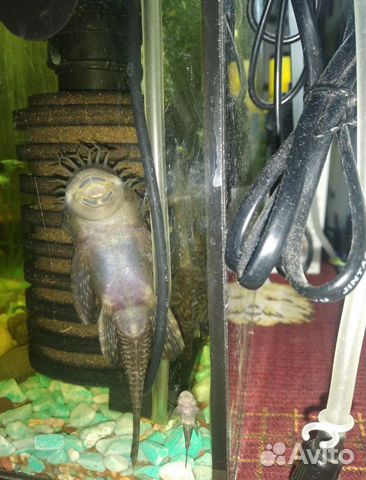 Сома анциструс