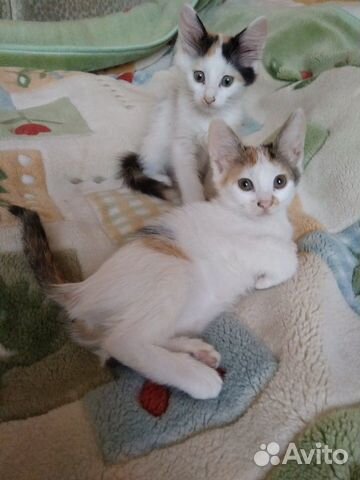Котята девочки