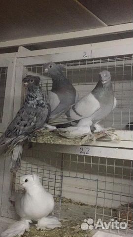 Голуби узбекские игровые бойные