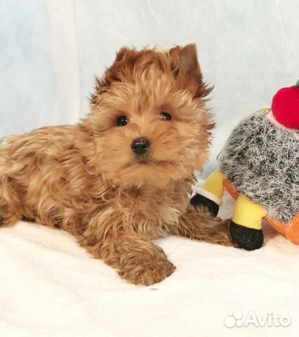 Девочка кличка Капля