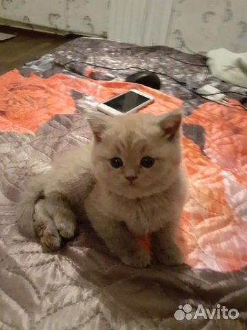 Лиловые малыши-крепыши