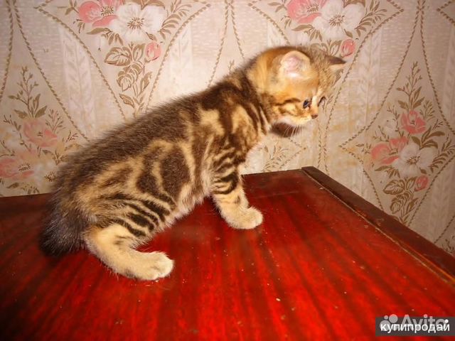 Мраморная британочка