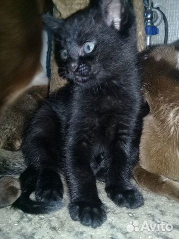Котенок Чаузи