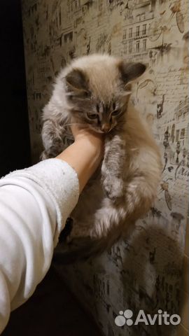 Отдам котенка. Уфа, Октябрьский р-н