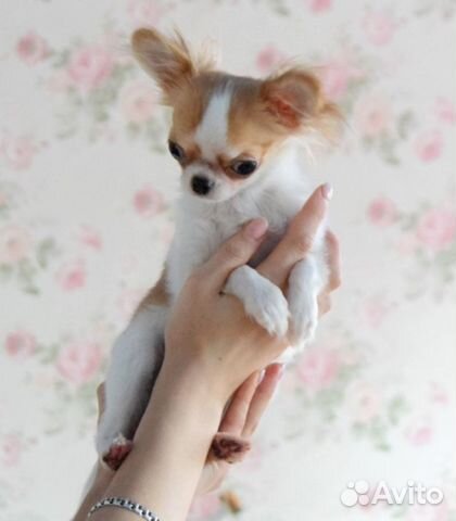 Кеша. Мини мальчик чихуахуа