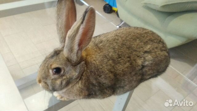 Самец и самка серый великан