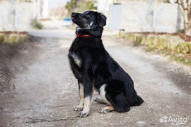 Великолепный щенок Айк в поисках дома