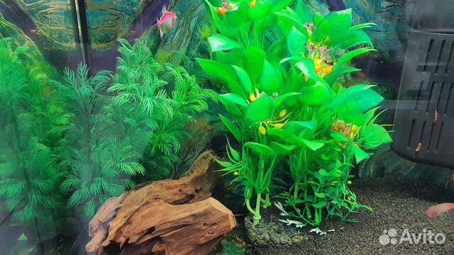 Аквариум с рыбками и декорациями