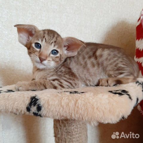 Кошечка циннамоновое пятно