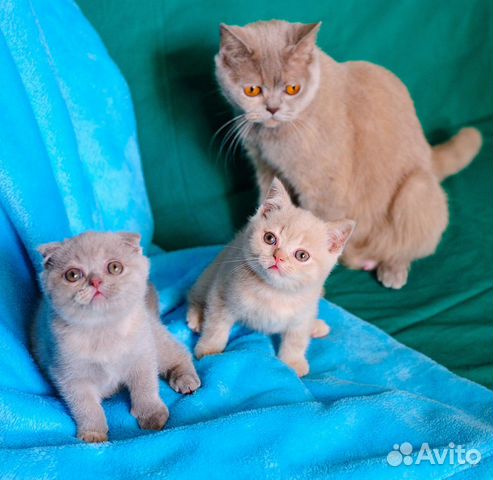 Шотландские котята