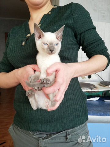 Котёнок. Метис сфинкса и корниш-рекса
