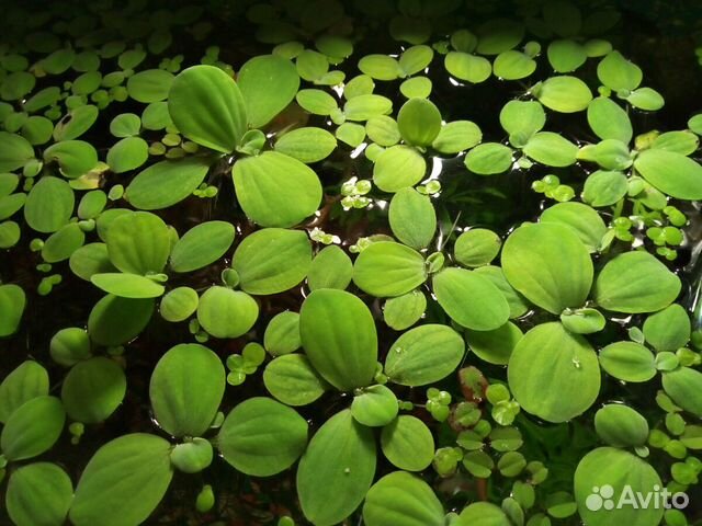 Пистия, роголистник