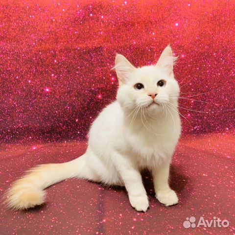 Невские маскарадные мальчики с документами