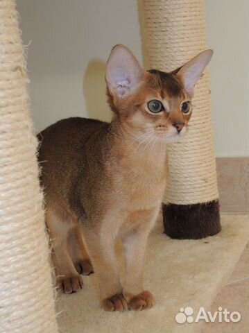 Котенок Абиссинец