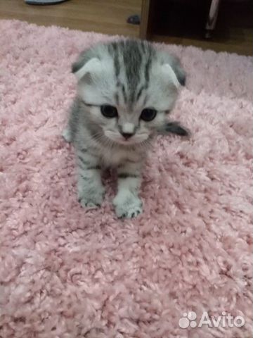 Мраморные вислоухие котятки