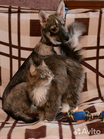 Подроста похожего на волчонка в дар