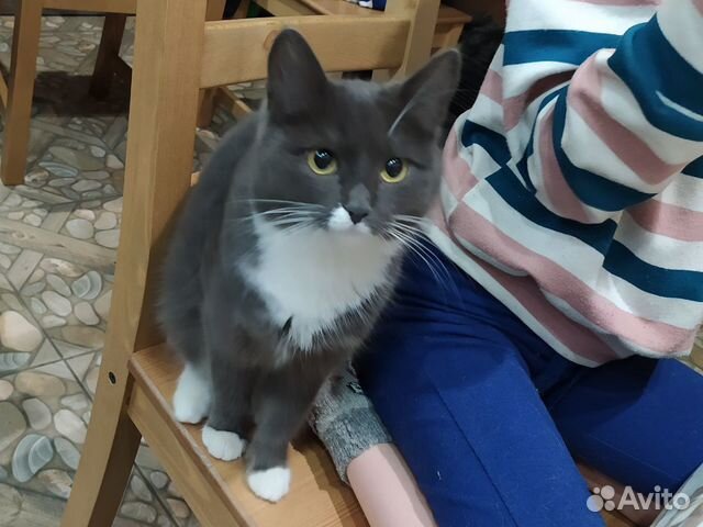 Чудесная молодая киска ищет дом