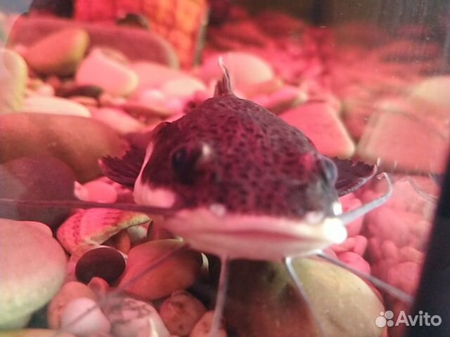 Краснохвостый сом