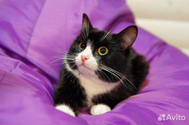 Дуся в добрые руки