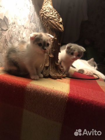 Вислоухие котята