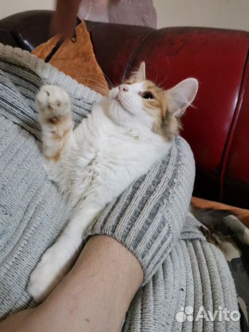 Красивая ласковая кошечка