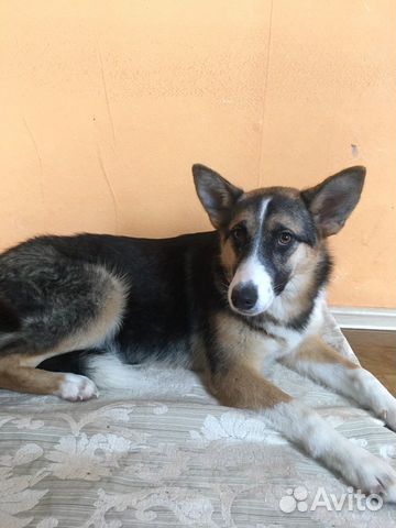 Щенок Барни в поисках дома