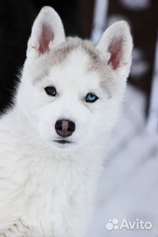 Мальчик арлекин