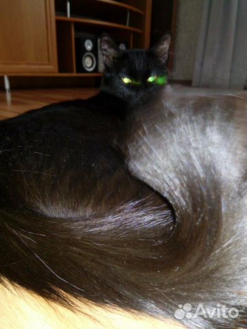 Стерильная кошка с хвостом павлина ищет дом