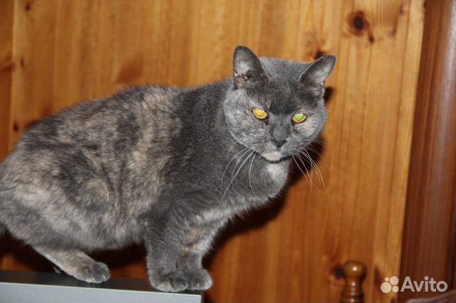 Дымуля целовашка, обнимашка