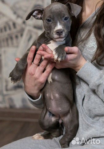 Малышка стаффик голубая