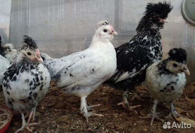 Цыплята (1-3мес.)