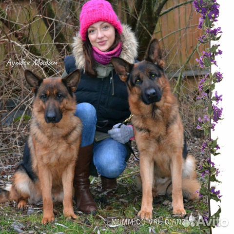 Щенки немецкой овчарки, РКФ, 1,5 мес