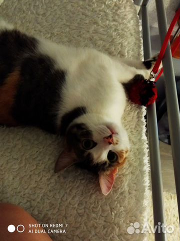 Кошку Нюшку отдам в добрые руки